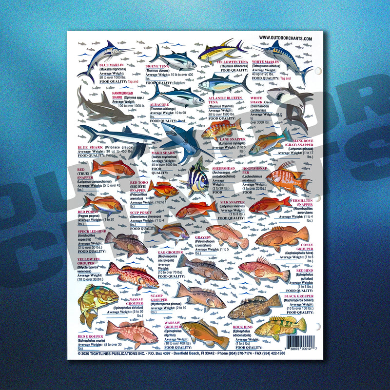 Atlantic Ocean Saltwater Identification Chart #5 (Gulf of Mexico, Baha ...
