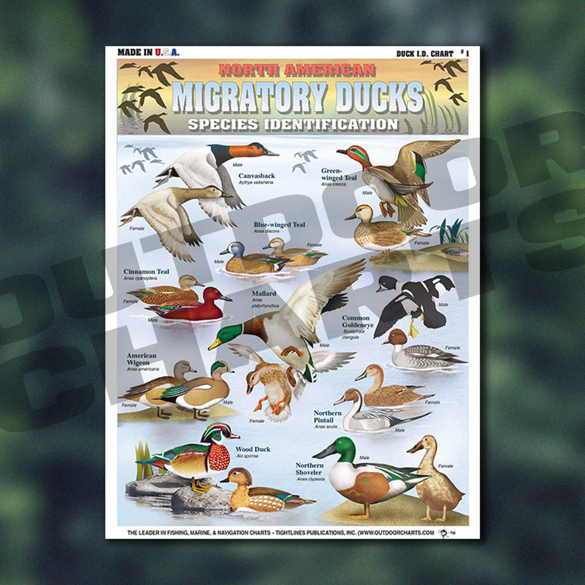 Duck and Geese Charts – Outdoor Charts