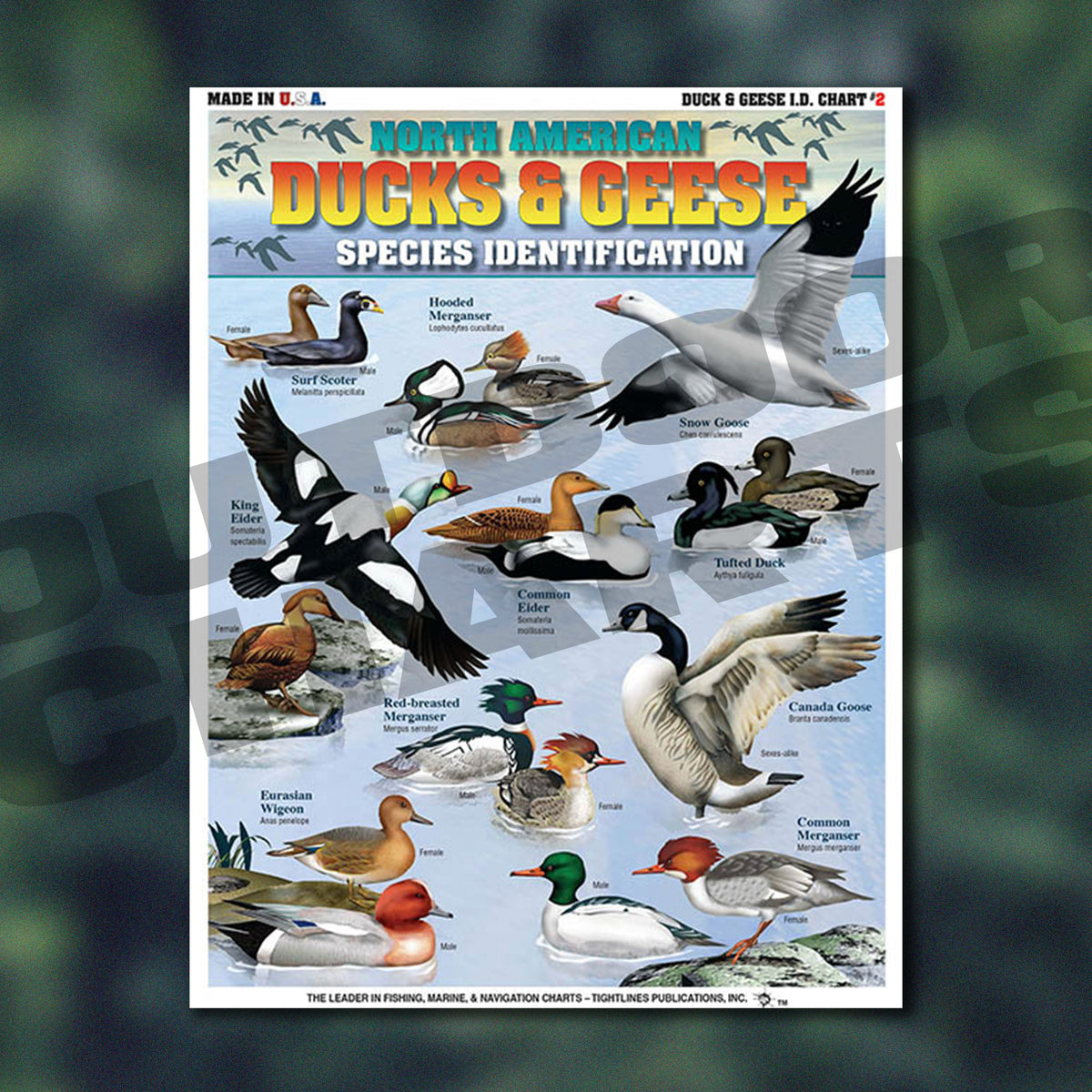 Ducks & Geese Identification #2 (North American Ducks & Geese) - Water – Outdoor Charts
