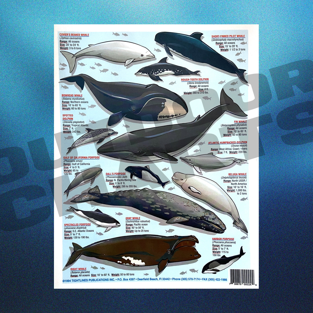 Sea Mammal Identification #1 (Whales, Dolphins, and Porpoises) - Water ...
